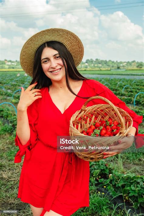 Stunning Woman In Red Dress Gathering Strawberries At The Farm Stock