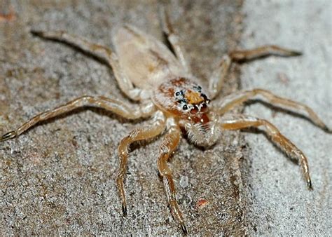 Flat Jumping Spider Arasia Mollicoma
