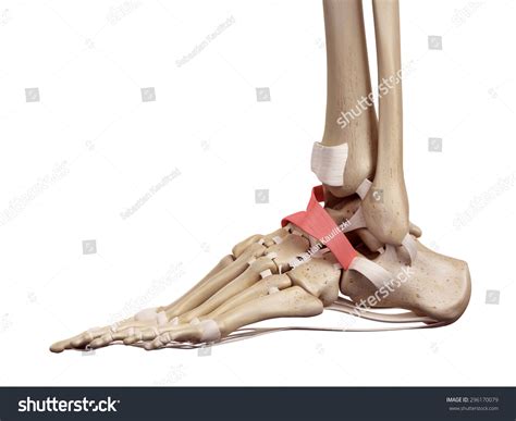 Medical Accurate Illustration Inferior Extensor Retinaculum Stock Illustration 296170079