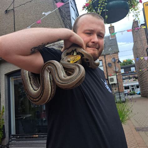 Bodhi The Python Causes Mayhem After Escaping Into Banchory Art Gallery