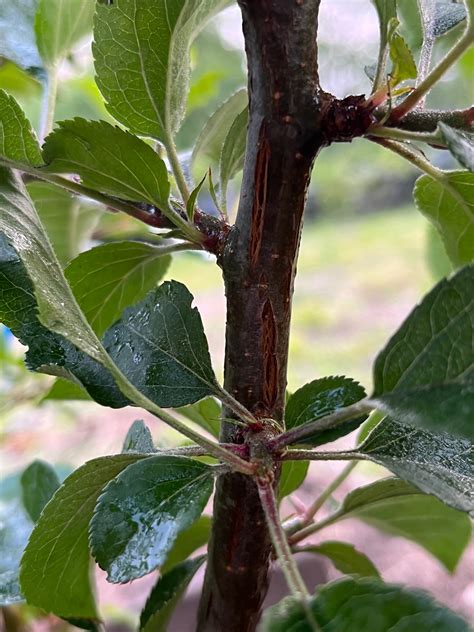 Apple Bark Issue Squiggly Lines General Fruit Growing Growing Fruit