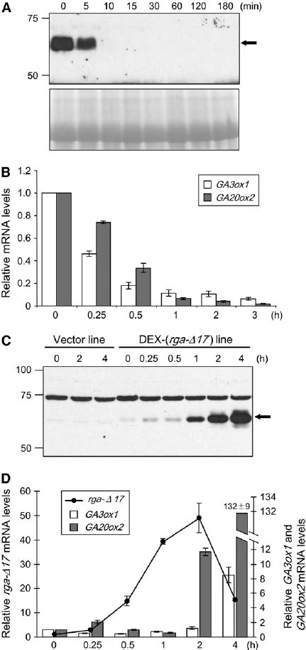 Characterization Of Arabidopsis Lines Used For Microarray Experiments