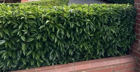 Portuguese Laurel Prunus Lusitanica Care Guide Growing Tips For Nz