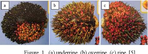 Figure 1 From Classification Of Oil Palm Fruit Ripeness Using Artificial Neural Network