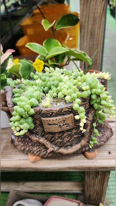 착한마녀의 다육이야기 흙이랑다육이랑 010 3302 2147 다육이 다육이분갈이 다육농원 다육이종류 다육이선물 Youtube