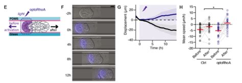 Cell Clusters Adopt A Collective Amoeboid Mode Of Migration In Confined Non Adhesive