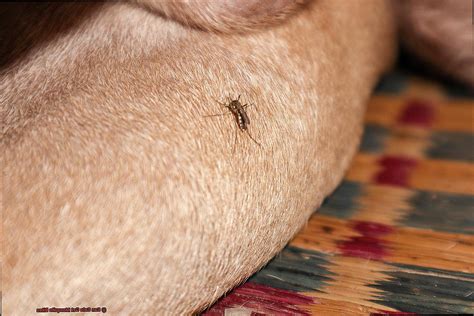 Can Cats Get Mosquito Bites