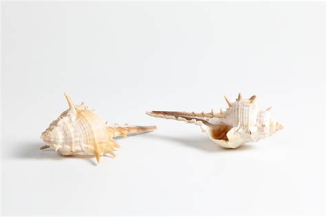 Premium Photo Sea Shell Variety