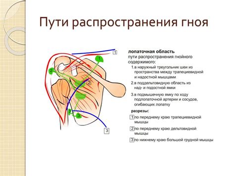 Топографическая анатомия и оперативная хирургия верхней конечности