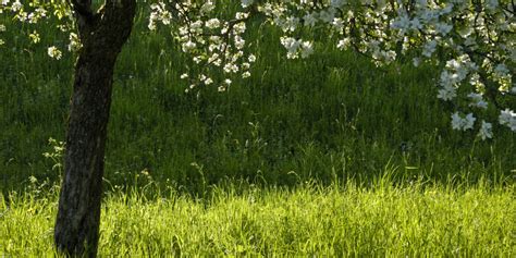 Fda Approves Grass Pollen Allergy Drug Huffpost