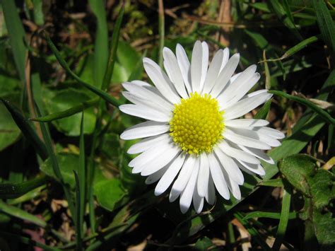 Daisy By Gabriel 2454280137e1637536aeb World Crops Database