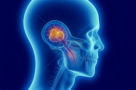 大脑解剖概念图图片素材 正版创意图片600316486 摄图网