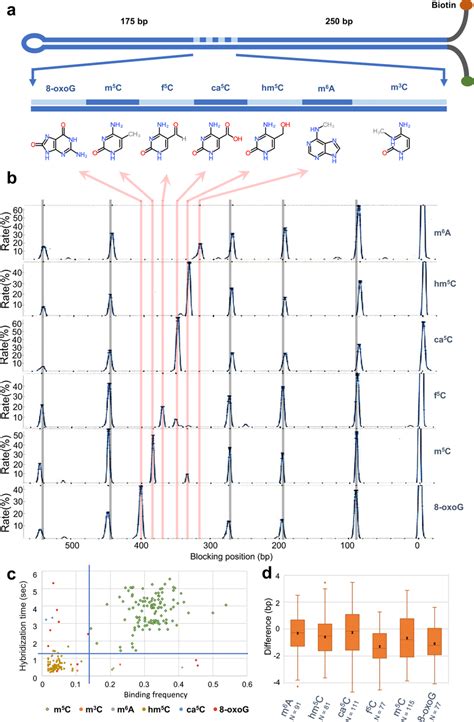 Detection And Mapping Of Dna Base Modifications A Schematic Download Scientific Diagram