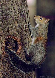 Squirrels Live In Trees Year Round Either In Cavities Or Nests They Build Out Of Leaves