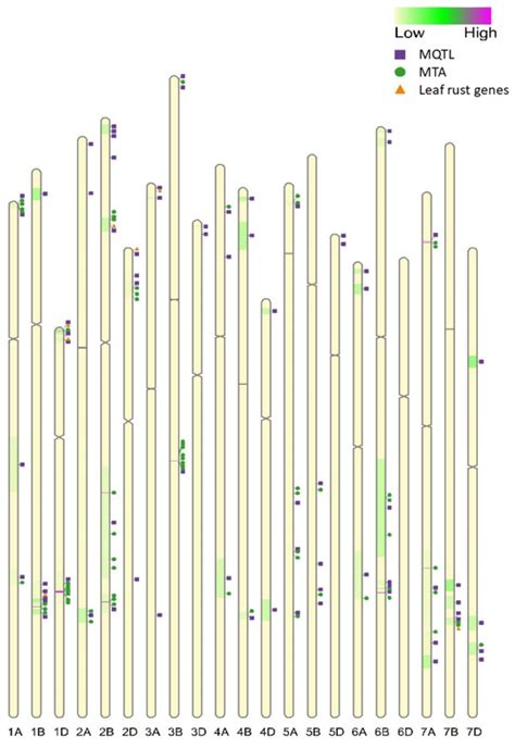 Distribution Of The Meta‐quantitative Trait Loci Mqtl Markertrait