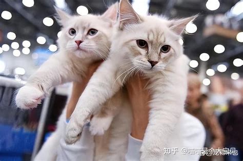 为什么公猫会和自己妈妈“近亲繁殖”，难道它没有羞耻心吗？ 知乎
