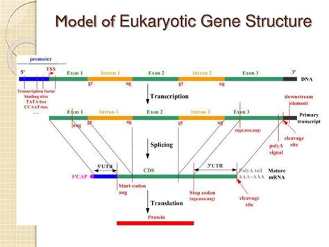 Ppt Csce555 Bioinformatics Powerpoint Presentation Free Download