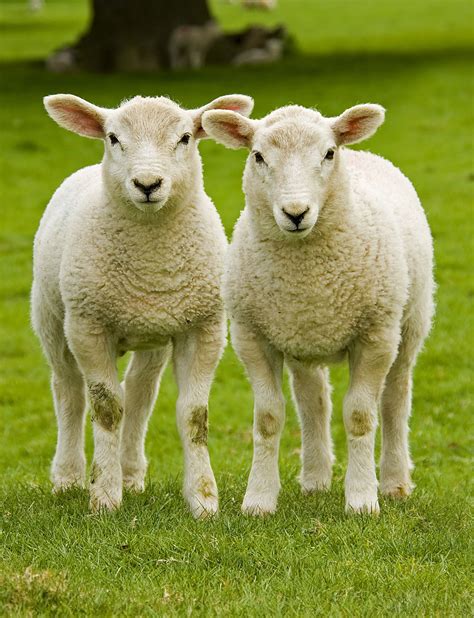Two Sheep Standing Next To Each Other On A Lush Green Field