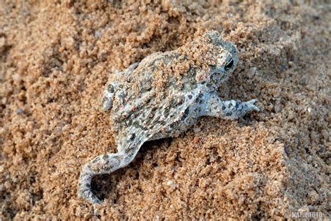 Natterjack Toad Photos Natterjack Toad Images Nature Wildlife