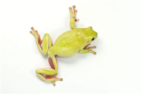 Premium Photo Green Tree Frog On White Background