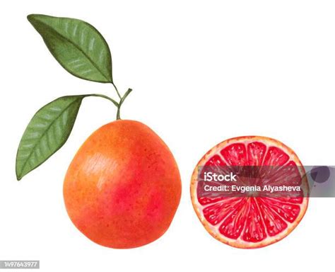 반과 잎을 가진 신선한 육즙이 많은 자몽 건강에 좋은 음식 식품 포장용 과일 주스 메뉴 마커와 수채화가 있는 손으로 그린 그림 0명에 대한 스톡 벡터 아트 및 기타 이미지