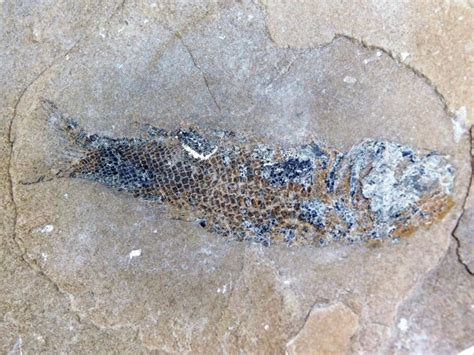 Devonian Placoderm Fish Coccosteus Cuspidatus The Natural Canvas