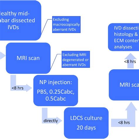 Pdf Quantitative Mri In Early Intervertebral Disc Degeneration T1rho Correlates Better Than