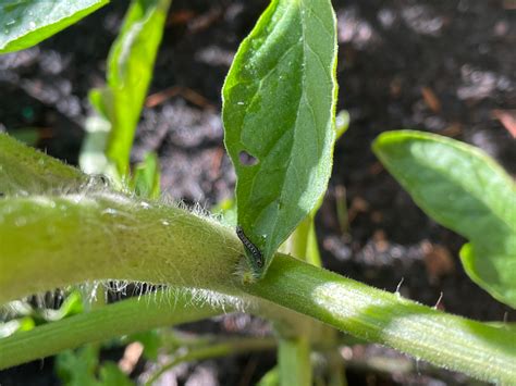 Tomato Sucker Or Not Rgardening