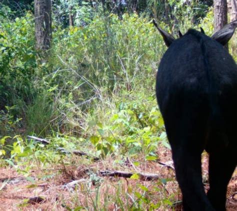 លោក នេត្រ ភក្ត្រា តំបន់ការពារធម្មជាតិនានានៅកម្ពុជា បានបង្ហាញពីវត្តមានសត្វកែះជាច្រើន នគរដ្រេហ្គន