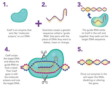 Human Genetic Engineering Process