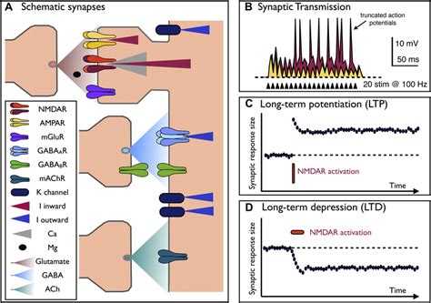 Indirect Modulation Of Nmdars A Schematic Representation Of Some Download Scientific Diagram