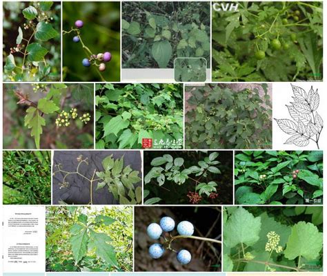 大叶蛇葡萄 Ampelopsis megalophylla 拉丁名学名属名科名植物生活型图片