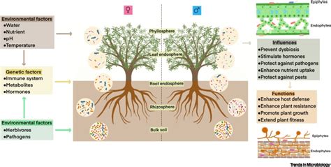 How Does Plant Sex Alter Microbiota Assembly In Dioecious Plants Trends In Microbiology