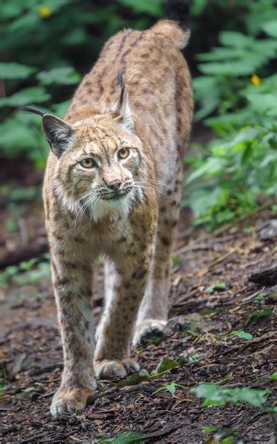 Premium Photo Eurasian Lynx