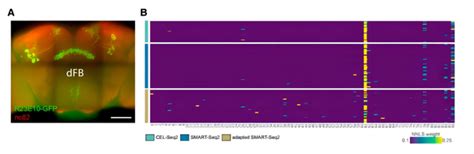 单细胞下游验证实验 知乎