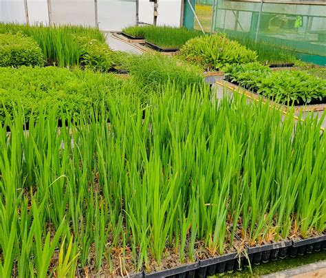 Floating Wetlands And Natural Floating Ecosystems