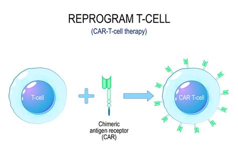 Vetores De Terapia Do Câncer De Células Cart Processo De Reprogramação