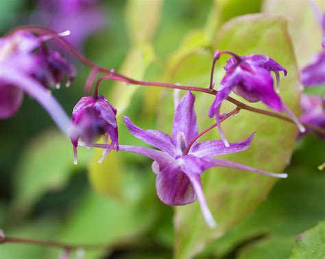 Epimedium Grandiflorum Lilafee Bare Roots Buy Purple Barrenwort