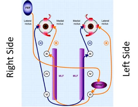 Bv Dx Oculomotor Dysfunction Flashcards Quizlet