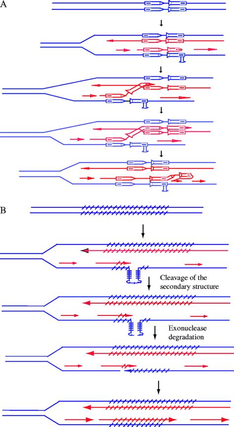 Consequences Of Replication Fork Stalling At Secondary Structures A