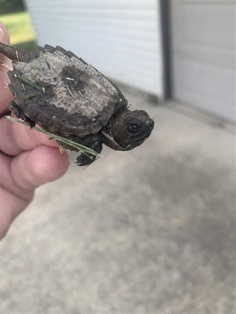 tiny little snapping turtle i found in my driveway it s been released