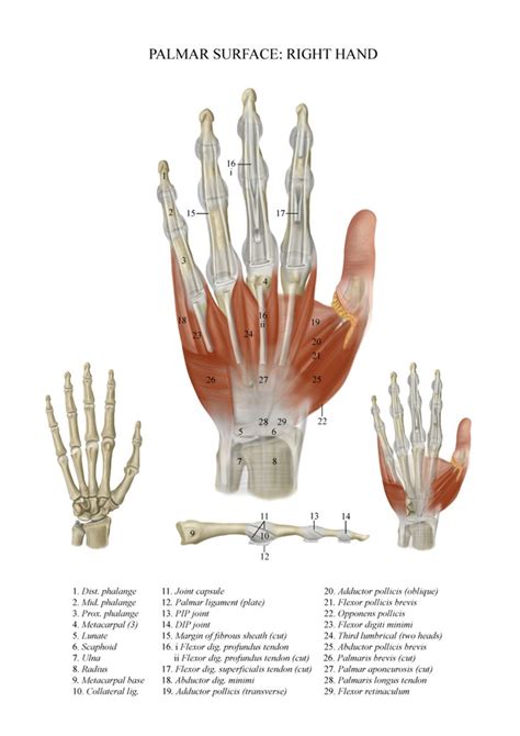 Dissection Of Palmar Surface Of The Hand Illustration By Drawn To