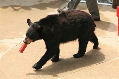 Dfs Object Detection Dataset By He