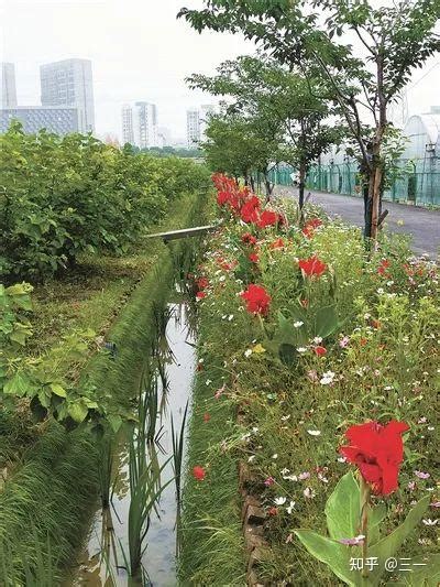 生态拦截沟打造美丽田园生态系统 知乎