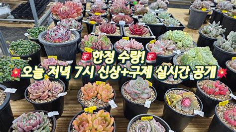 🛍다육이 득템 찬스 깜짝공개 👀 Youtube