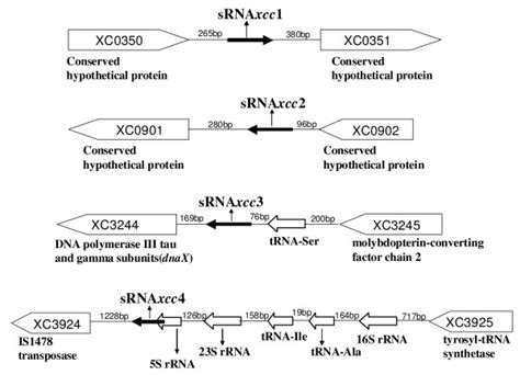 Genomic Positions Of The Identified Srna Genes Schematic Showing Download Scientific Diagram