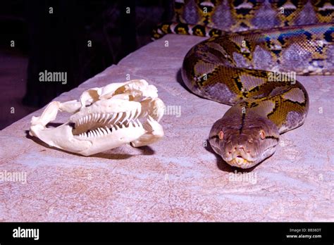 A Reticulated Python The Worlds Longest Snake And Also Worlds Longest A Reticulated Python The Worlds Longest Snake And Also Worlds Longest