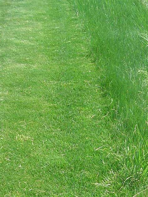 Creeping Fescue Identification At Donna Lahti Blog