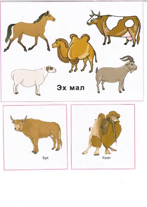 Хэрэгтэй Хэвлэл ТАВАН ХОШУУ МАЛ