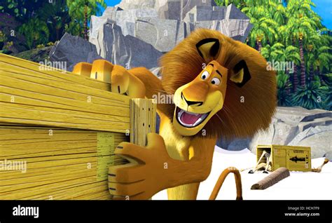Lion Madagascar